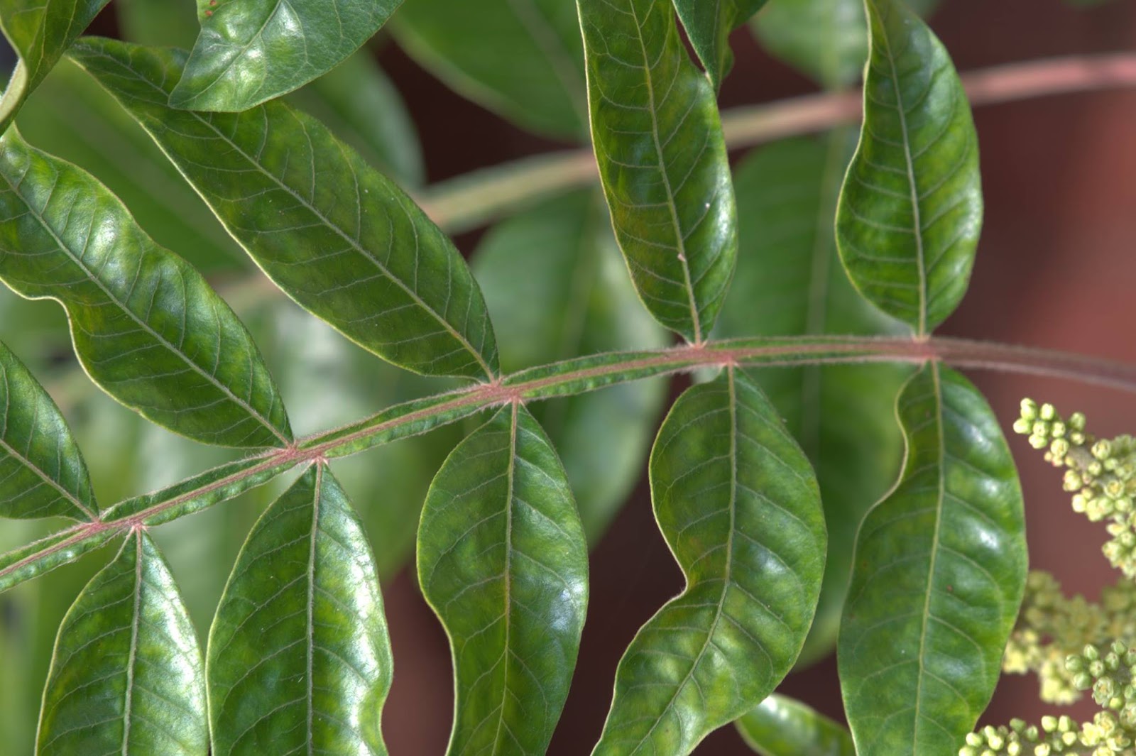 Nature Rambling: Ramble Report August 24 2017