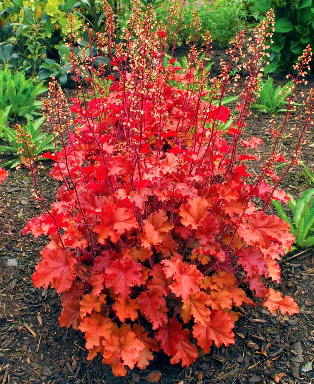 Heuchera Mixed
