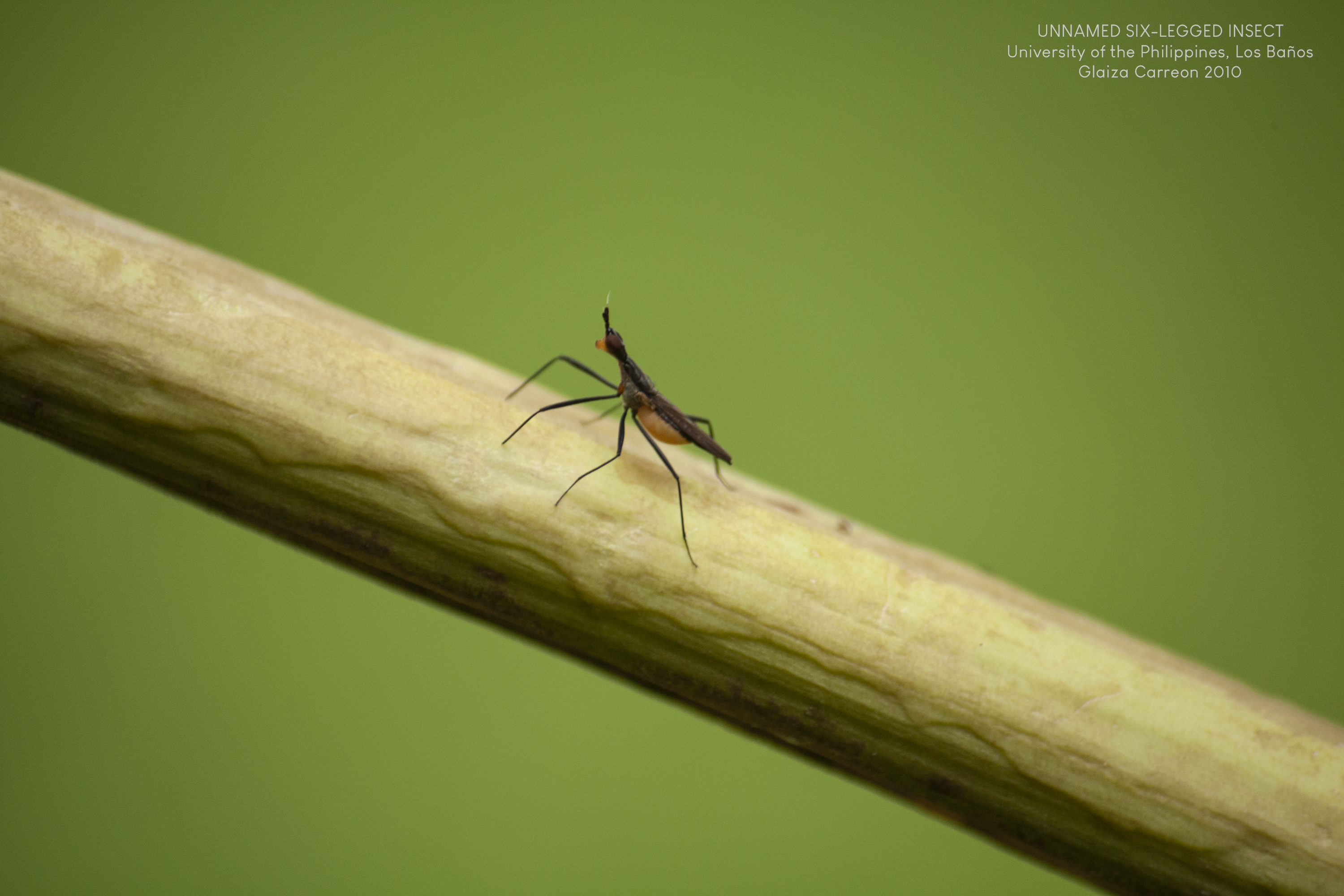 Unnamed Six-Legged Insect, July 2010