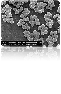 LABORATORIO CLINICO 4L2M MESA NO.2