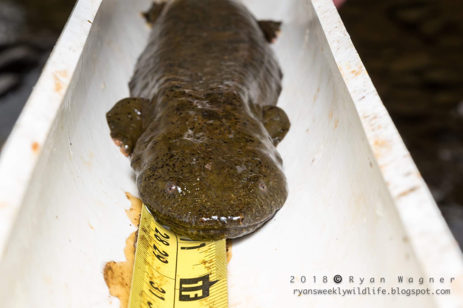 Hellbender Salamander Baby