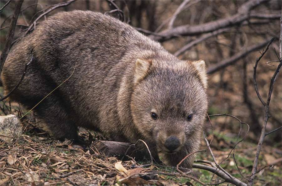 Animals of the world: Wombat