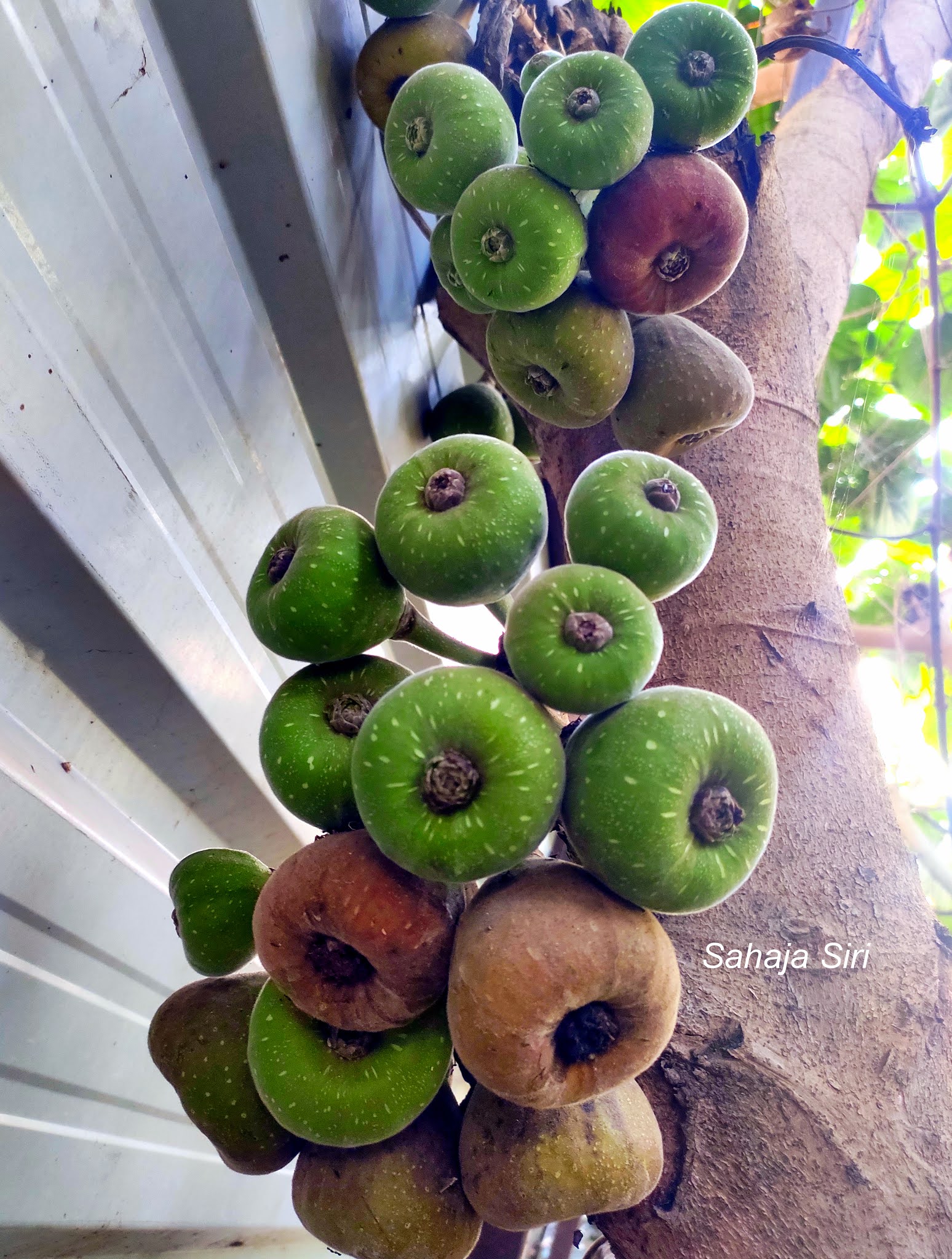 Unripe fig pakora/ raw fig podi/ Doddele Anjoora Bajji or fritters