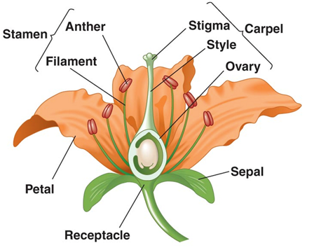 LET'S LEARN PLANTS: Regulation of Floral Development (Part I)