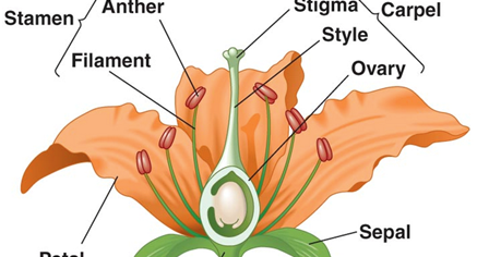 LET'S LEARN PLANTS: Regulation of Floral Development (Part I)