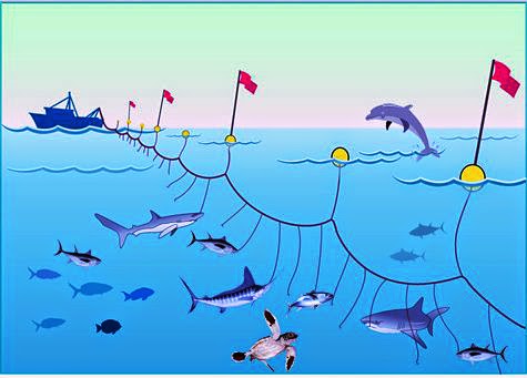 Melek Perikanan: Metode Penangkapan Ikan (MPI) Alat Tangkap Long Line