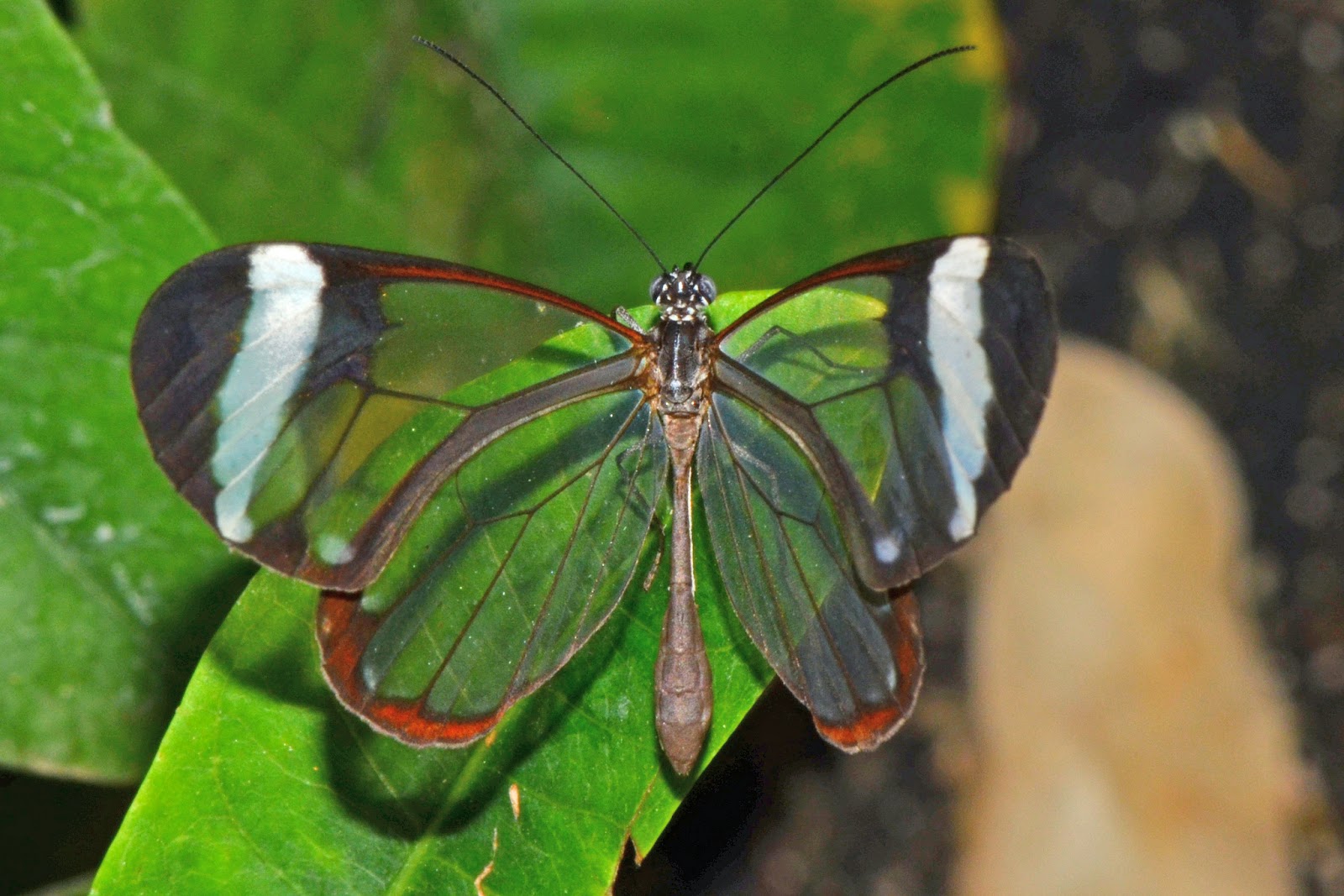 Blok888: Top 10 Most Beautiful Butterflies in the world