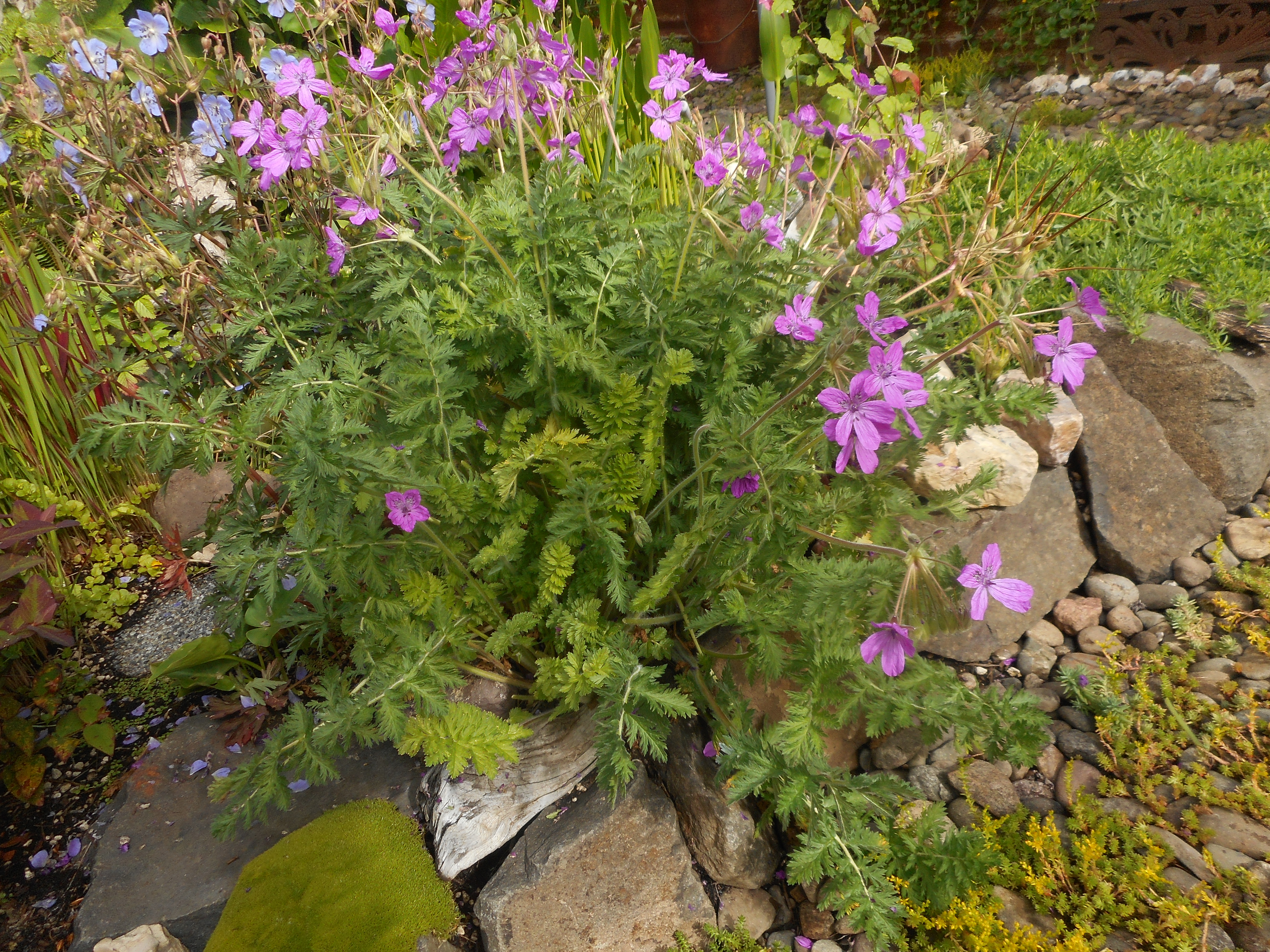 Gardening With Grace: Plant of the Week: Erodium manescavi