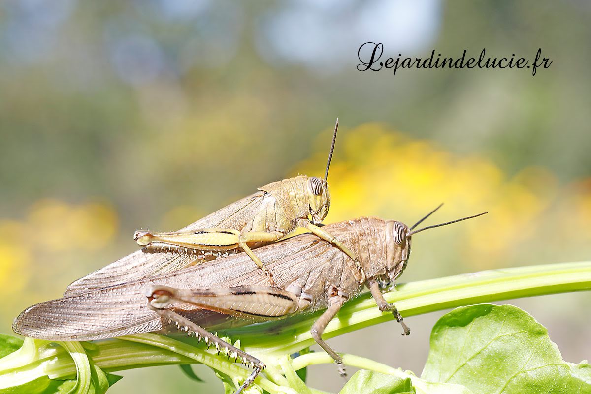 Criquet égyptien : on se marie en Mai!