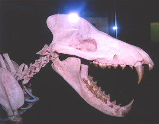 And I Think to Myself...What A Wonderful World.: Creature Feature: Sinonyx.