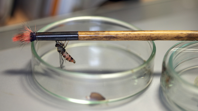 ムシをデザインしたのはダレ？: ヘリヒラタアブ Didea alneti ( FALLEN, 1817 )