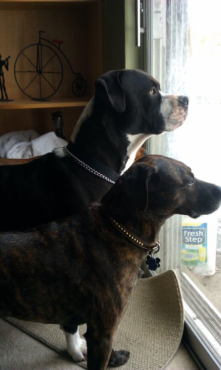 The Adventures of Loki, the Loco Dog