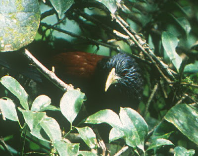 Sri Lankan Endemic Birds: Lanka Bata Etikukula - The Green Billed ...