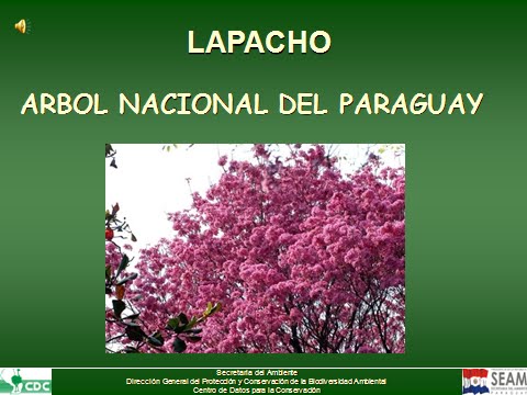 BOTÁNICA FARMACÉUTICA: Arbol Nacional del Paraguay