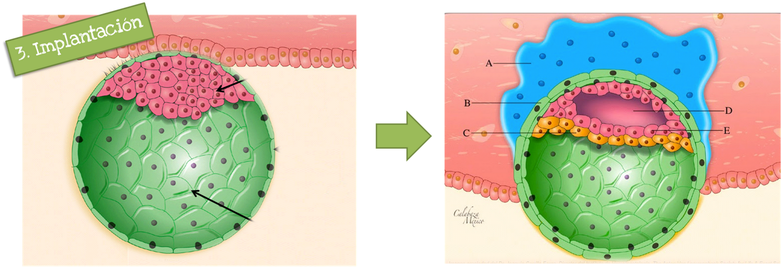 Morfo Estomatognático I