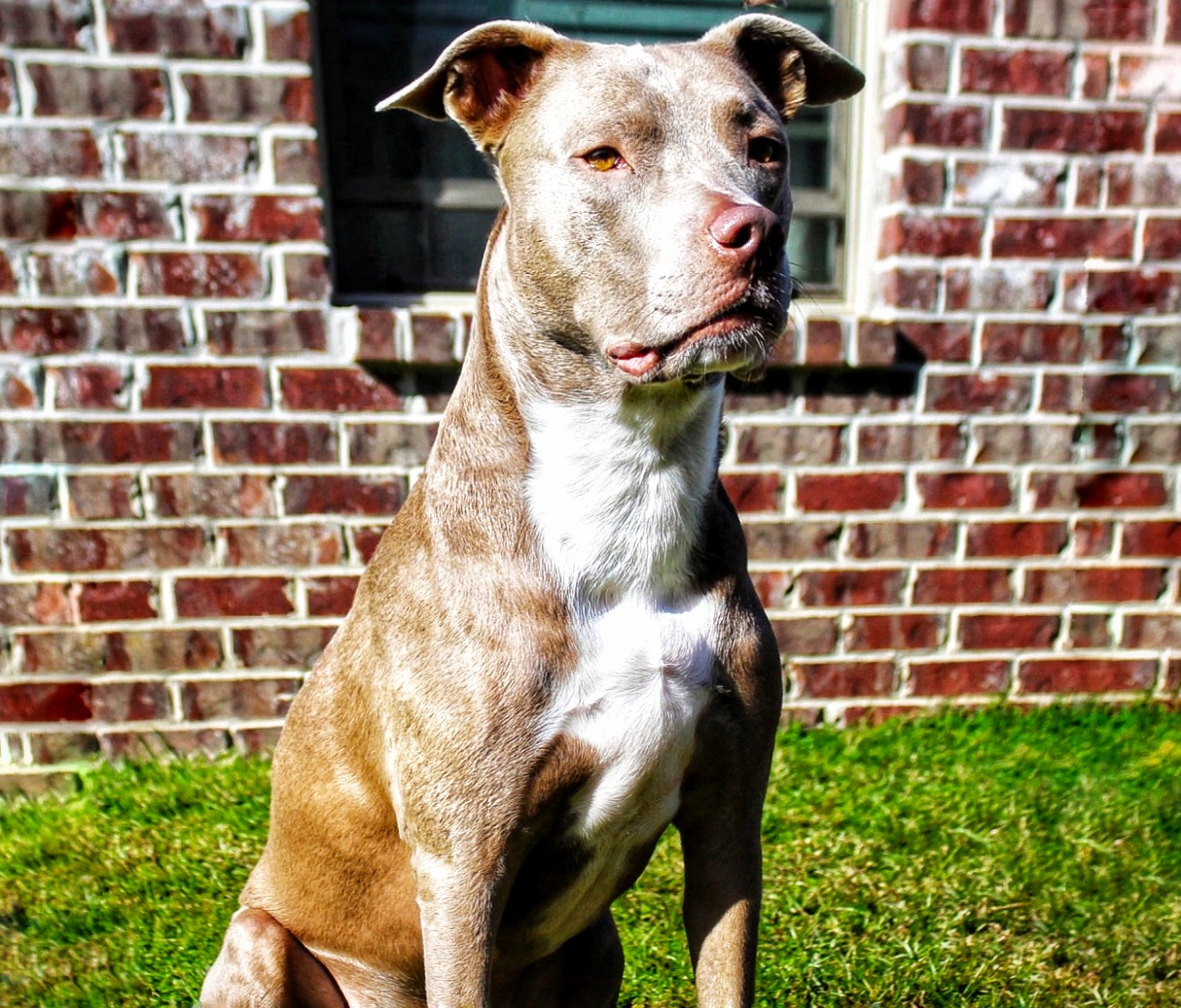 The 8 most dangerous dogs in the world | animaltvt