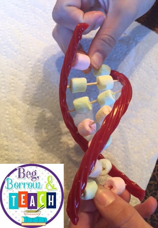 Beg, Borrow, and Teach!: Using Candy to Teach DNA