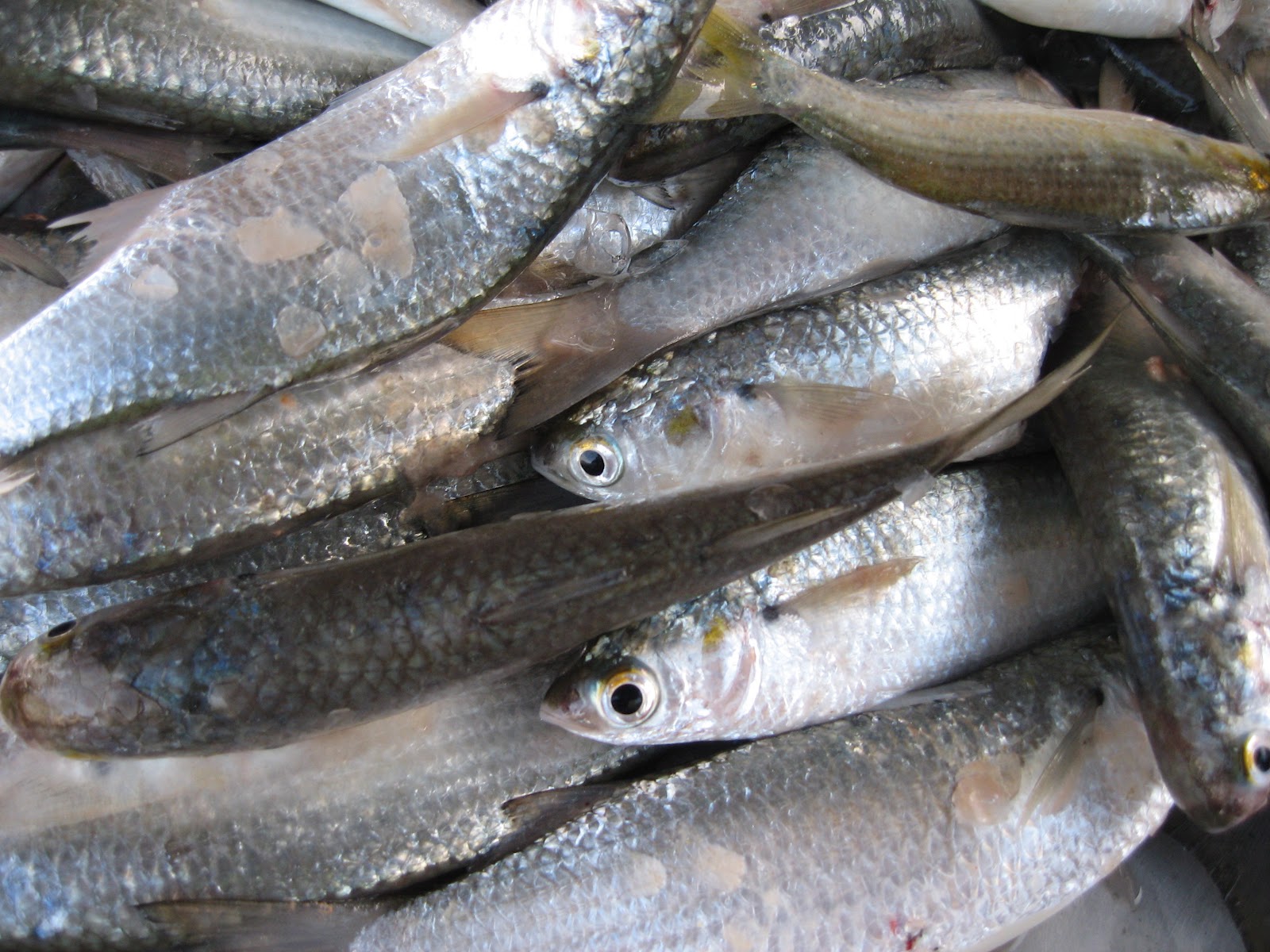 Sumptuous Flavours: How To Choose Fresh Fish