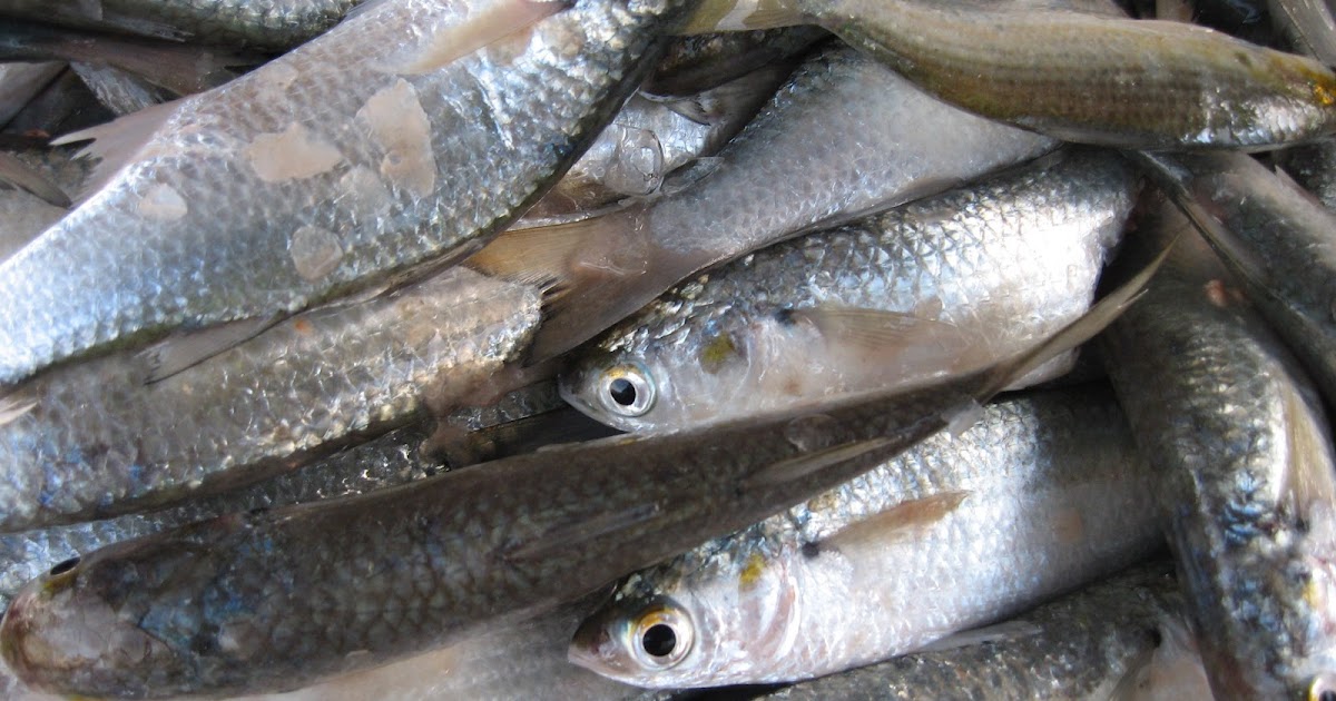 Sumptuous Flavours: How To Choose Fresh Fish