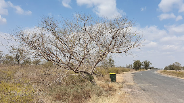 thoughts & happenings: Bellata, NSW