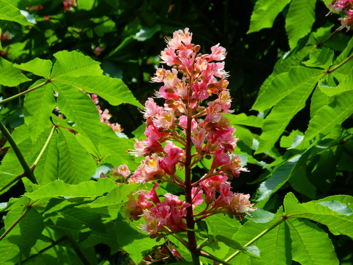LA MULTI ANI, ROMANIA!: Flori rosii de castan