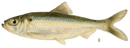 Alewife (Alosa Pseudoharengus) ~ Fish Info and Picture