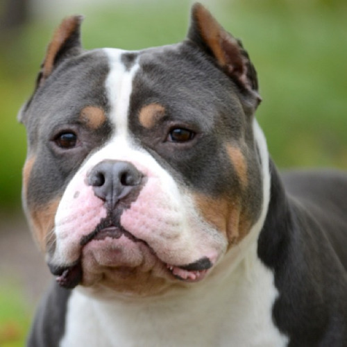 American Bully World: AMERICAN BULLY