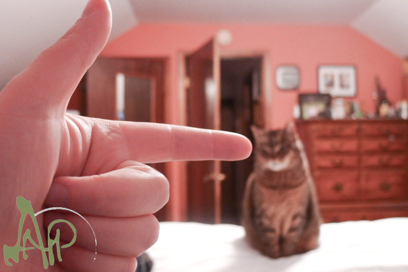 Audra May Photography Caturday Bang Bang audra-may-photography-caturday-bang-bang
