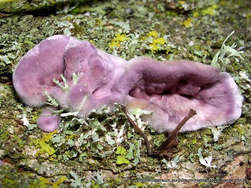 Hablando en verde: Un hongo casi rosa, Chondrostereum purpureum