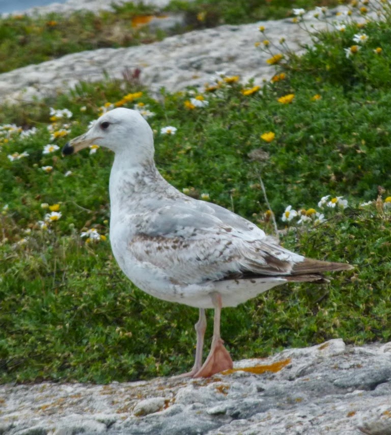 Faune Flore d'Ul: Goéland