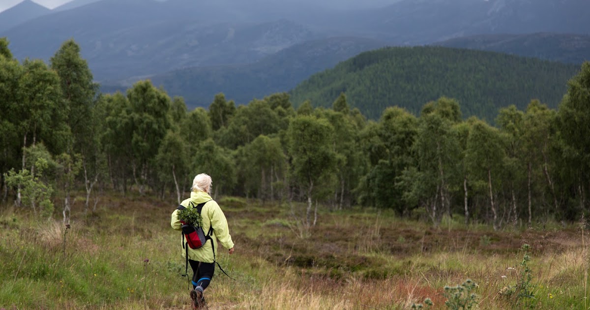 gathering: Paths & Walking