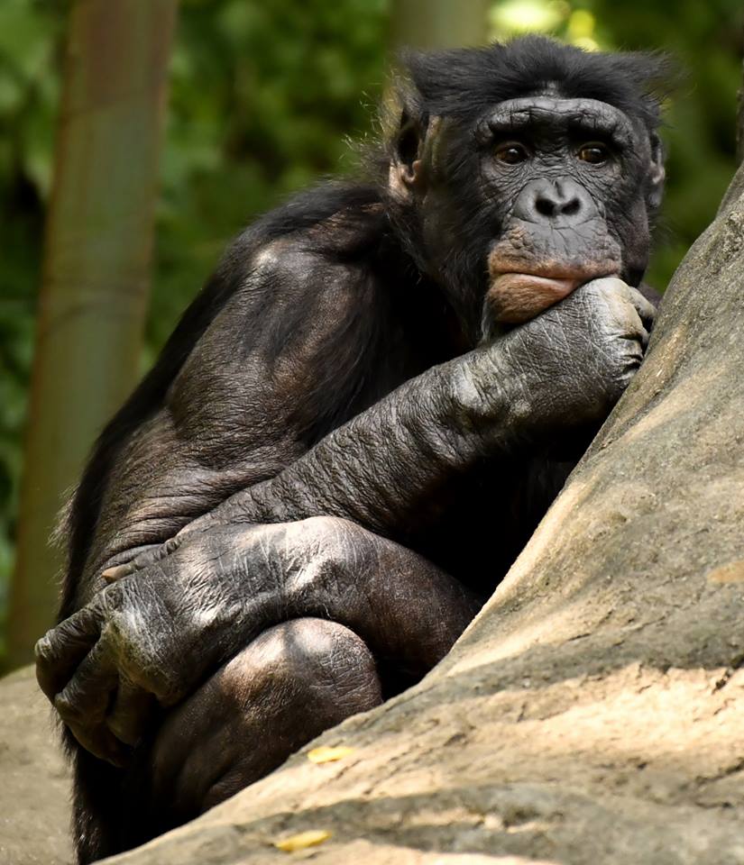 GRANDES SIMIOS PATRIMONIOS VIVOS DE LA HUMANIDAD: PROYECTO GRAN SIMIO ...