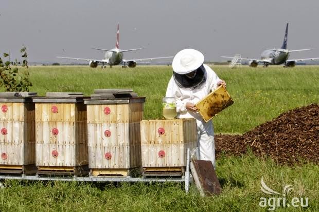 Bellows Bees: Honeybees Moving to Our Airports?