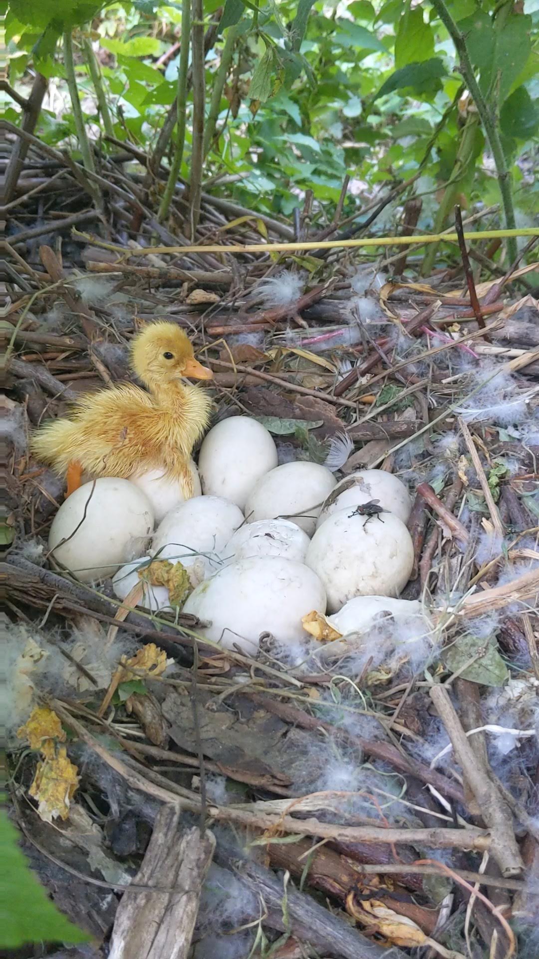 Balkan Ecology Project : Spring and Autumn Raspberries, Forest Garden ...