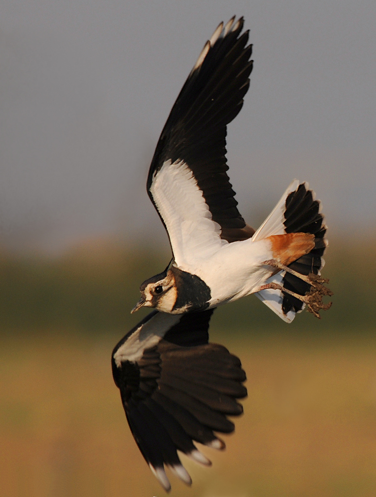 Species of UK: Week 24: Lapwing (‘Vanellus vanellus’)