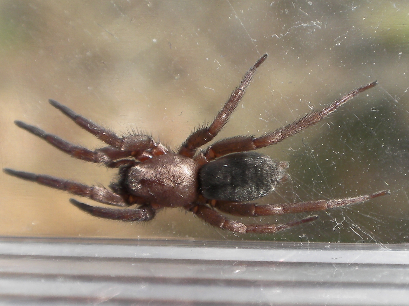 Quaoar Power Zoo: mouse spider (Scotophaeus blackwalli) - Seattle, WA