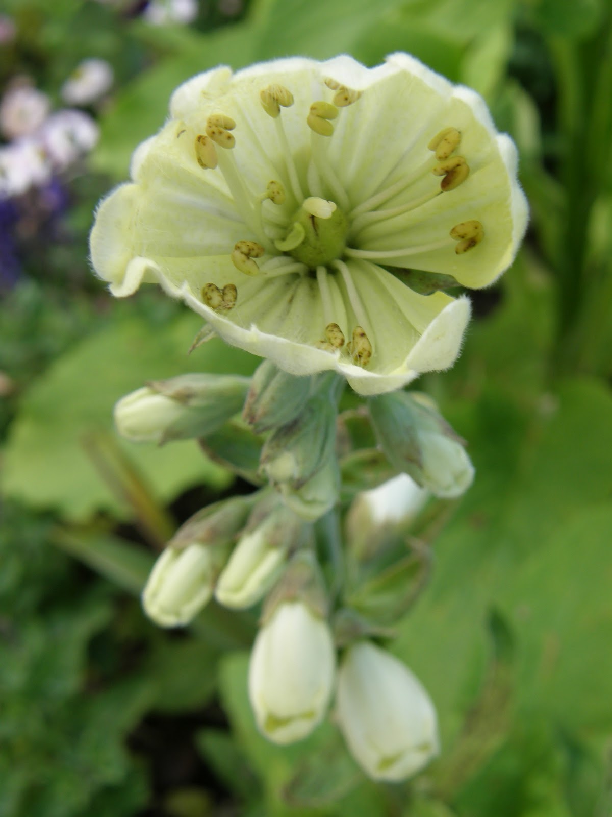 Puutarhakaaos: Vammainen sormustinkukka?