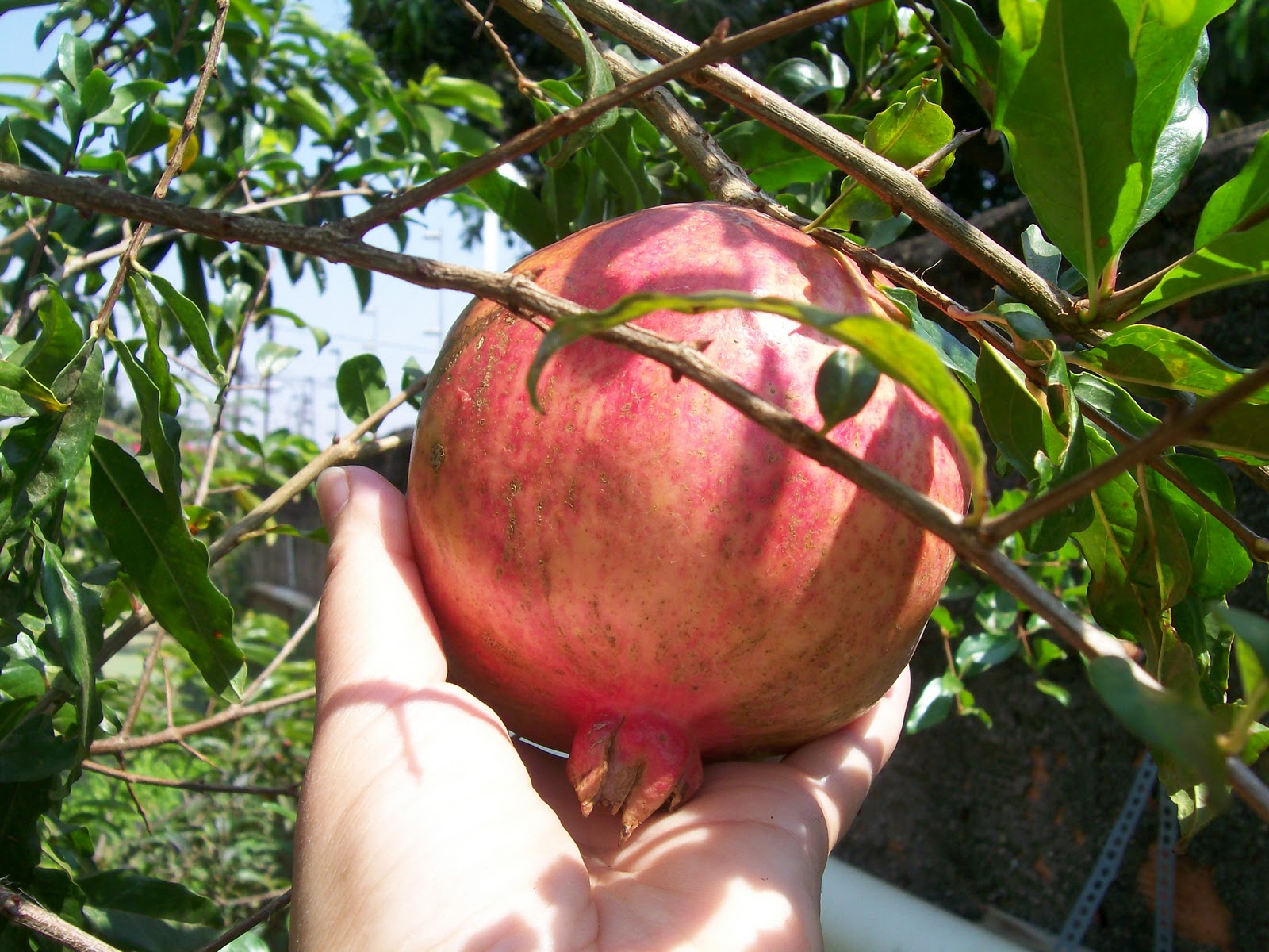 Uma semente por dia: Pé de romã: o primeiro fruto (parte 1)