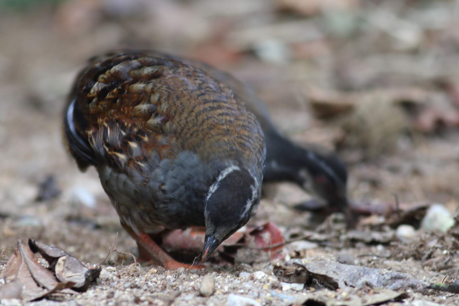 SOUTH EAST ASIA BIRDS - Malaysia birds paradise: Malayan Hill Partridge