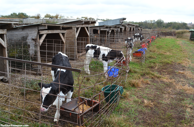 American Farming: Then and Now - Flashback Summer