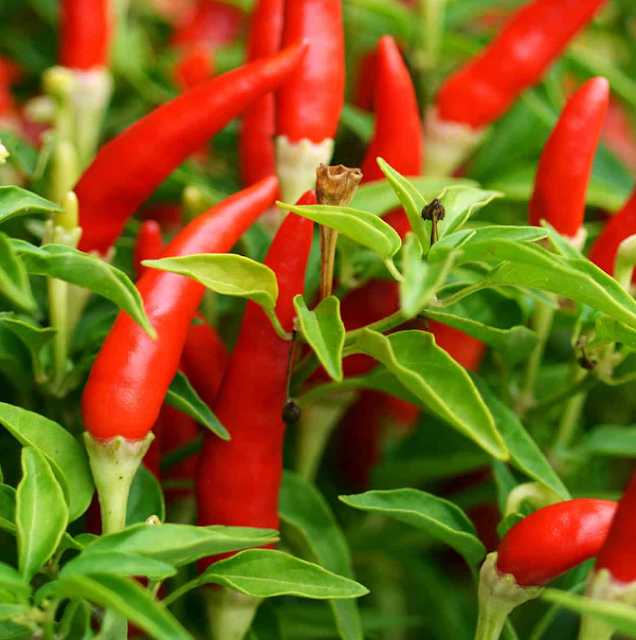 Kilimo Bora cha Pilipili kichaa - Sehemu ya Kwanza (Growing Chili ...