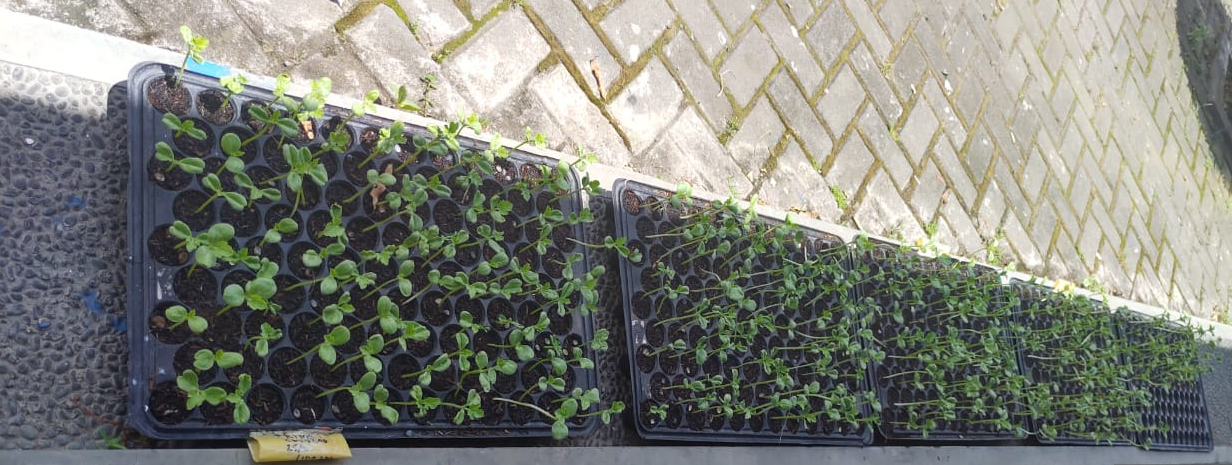 ROFIQ_AGRICULTURE: Cara Semai Benih Semangka Prime Tahun 2021