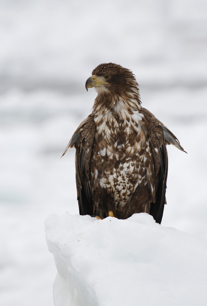 Travels with birds: Japan 2013 - Eagles everywhere