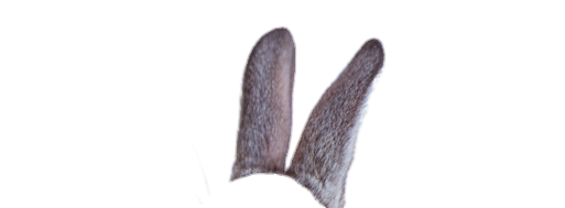 Real rabbit ears png || Bunny ears png
