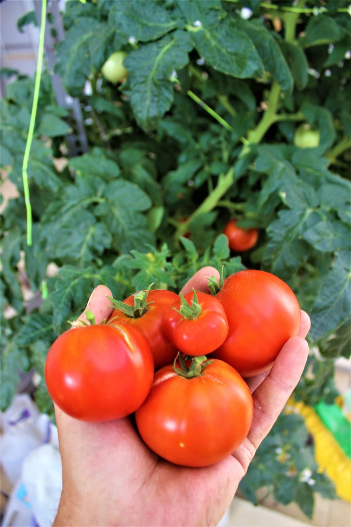 The Field Lab: Tomato plants