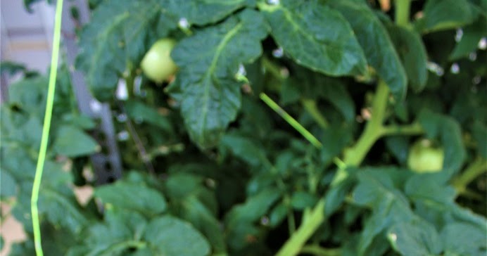 The Field Lab: Tomato plants