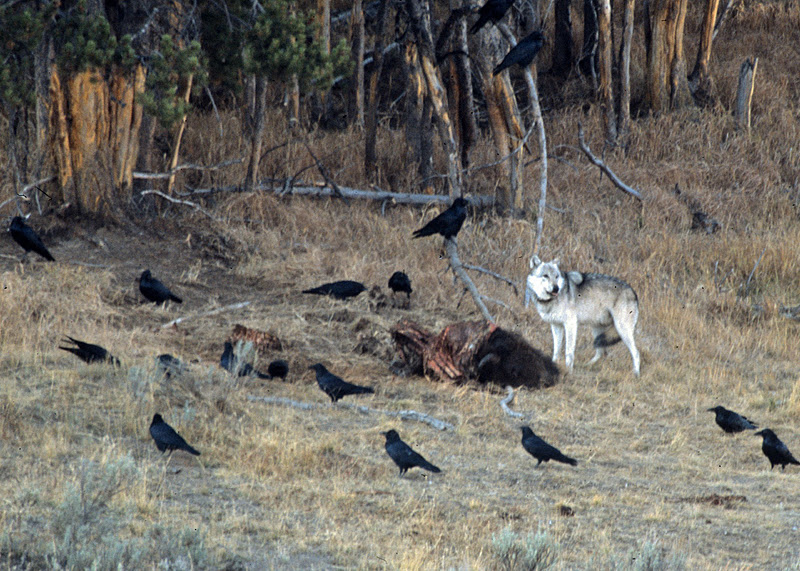 The Azure Gate: Predators with Their Prey