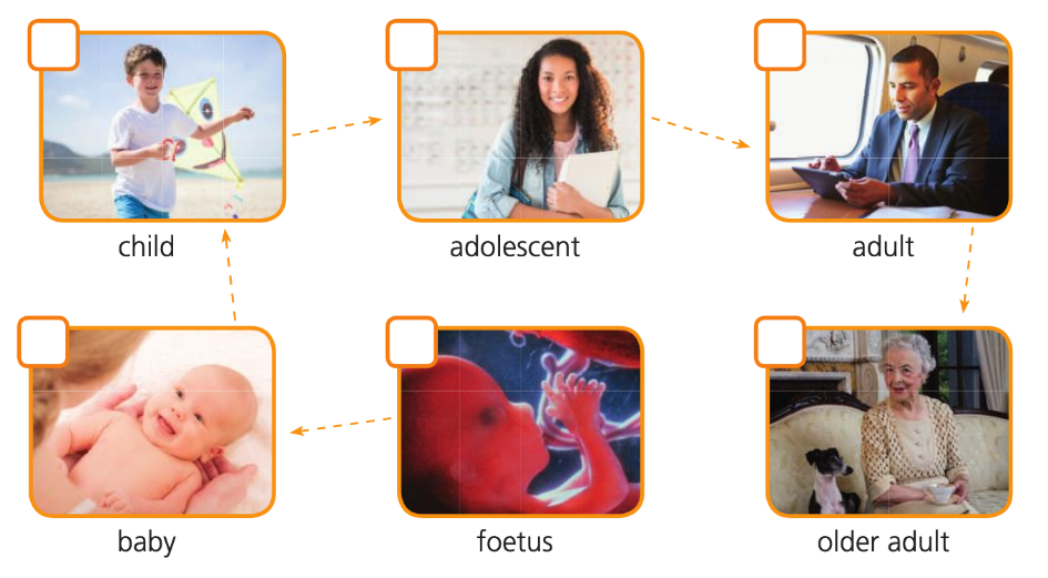 Allue Segundo de Primaria: Articulaciones y Crecimiento
