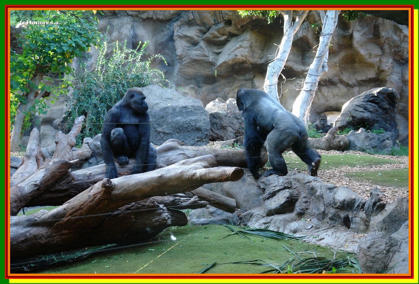 Tenerife senderos......: TENERIFE- VISITA AL LORO PARQUE