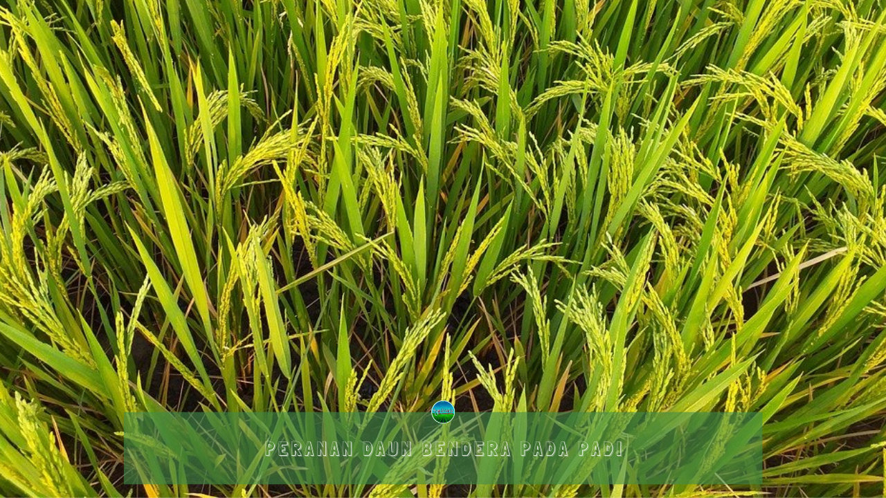Peranan Daun Bendera Pada Padi - Agribisnis Agrokompleks